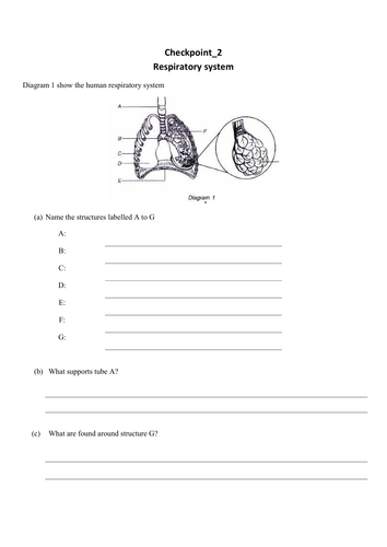 Respiratory system - Year 8, KS3 stage | Teaching Resources