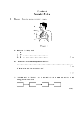 Respiratory system - Year 8, KS3 stage | Teaching Resources