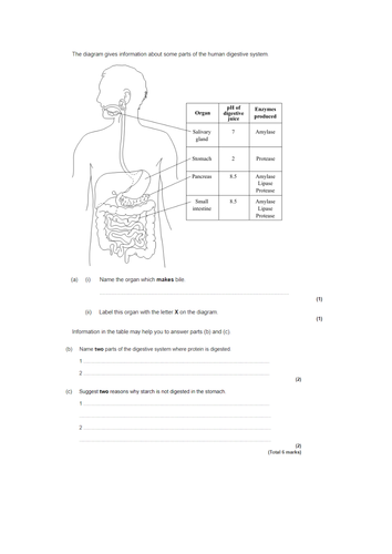 Making digestion efficient - complete lesson (GCSE 1-9) | Teaching ...