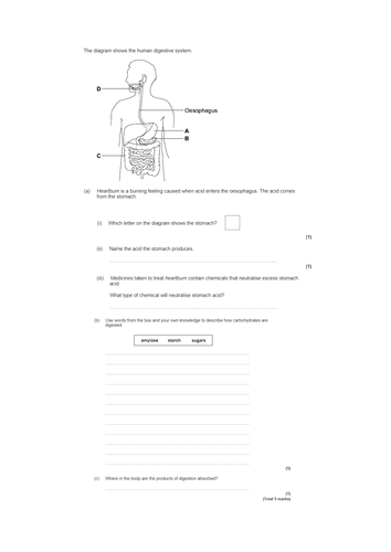 Making digestion efficient - complete lesson (GCSE 1-9) | Teaching ...