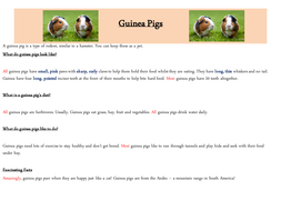 Year 1 Non-Chronological Report -Pets - Guinea Pigs | Teaching Resources