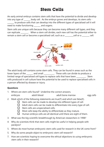 B2.3 & B2.4 Stem cells worksheet including answer sheet | Teaching ...