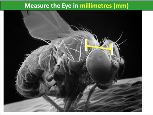 The World of the Microscope | Teaching Resources