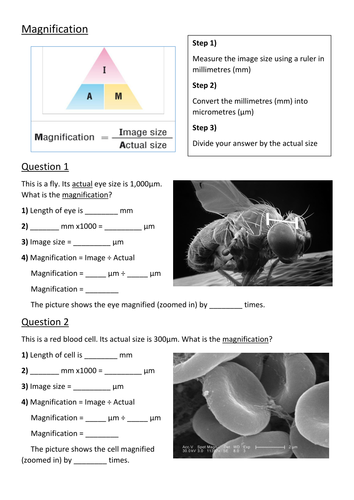 The World of the Microscope | Teaching Resources
