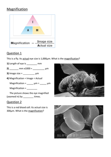 The World of the Microscope | Teaching Resources