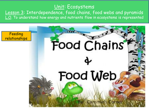 Interdependence, food chains, food webs and pyramids | Teaching Resources