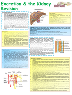 OCR A Level Biology A2 Revision Notes / Summary Sheets | Teaching Resources