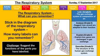 NEW AQA GCSE - The Respiratory System | Teaching Resources