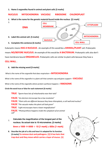 Specialisation in Animal Cells | Teaching Resources