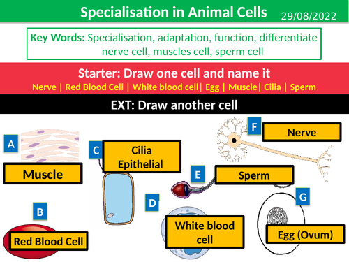 Specialisation in Animal Cells | Teaching Resources