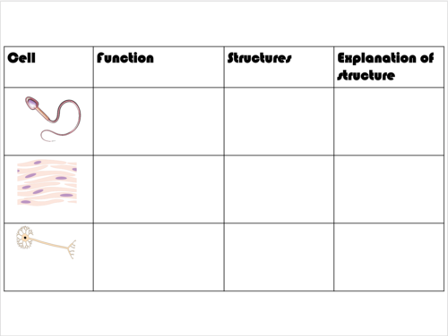 Specialisation in Animal Cells | Teaching Resources