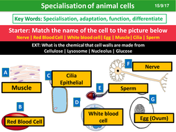 Specialisation in Animal Cells | Teaching Resources