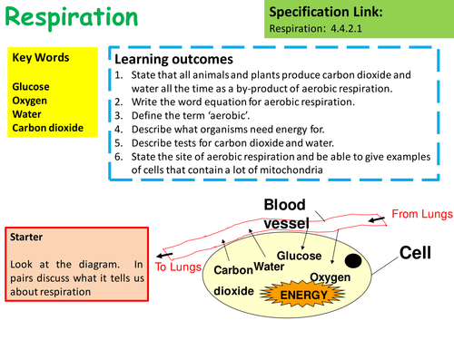 AQA KS4 GCSE Biology (Science) Aerobic Respiration Lesson | Teaching Resources