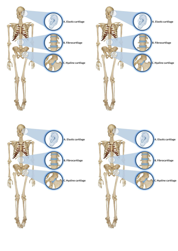 New Spec (2016) OCR GCSE PE Skeletal System Scheme of work and ...