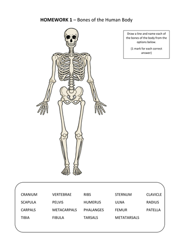 New Spec (2016) OCR GCSE PE Skeletal System Scheme of work and ...