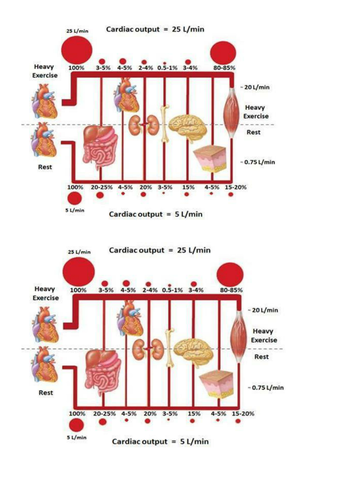 New Spec (2016) OCR GCSE PE Cardiovascular System Scheme of work and ...