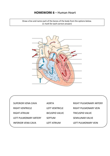 New Spec (2016) OCR GCSE PE Cardiovascular System Scheme of work and ...