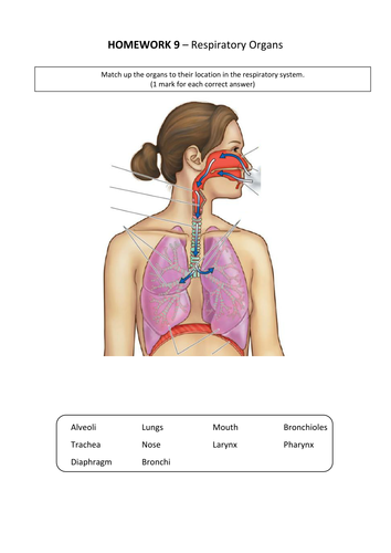 New Spec (2016) OCR GCSE PE Respiratory System Scheme of work and ...