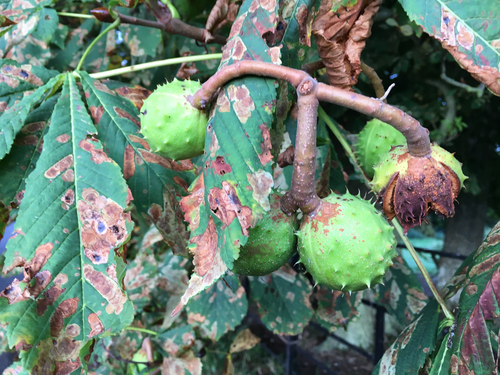 Horse Chestnut Tree and Conkers | Teaching Resources