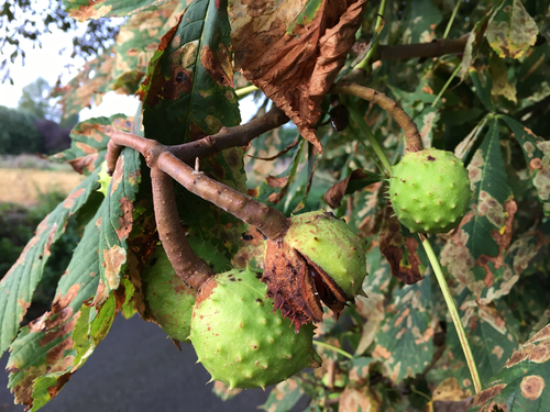 Horse Chestnut Tree and Conkers | Teaching Resources