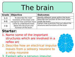 NEW AQA Biology GCSE (2016) The brain HT | Teaching Resources
