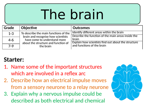 NEW AQA Biology GCSE (2016) The brain HT | Teaching Resources