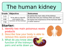 NEW AQA GCSE Biology (2016) - The human kidney HT | Teaching Resources