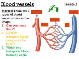 Blood vessels - complete lesson (GCSE 1-9) | Teaching Resources