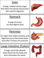 Digestive System Word Wall Cards | Teaching Resources