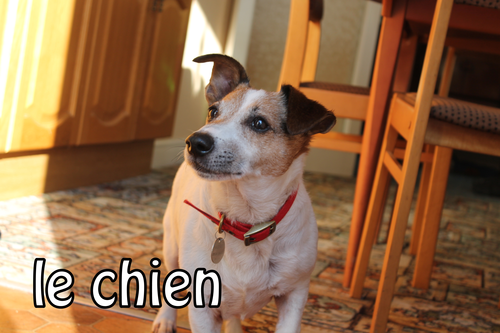 French animal flashcards/posters | Teaching Resources