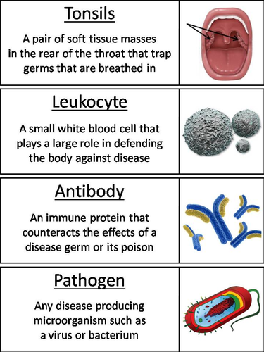 Immune System Word Wall Cards | Teaching Resources