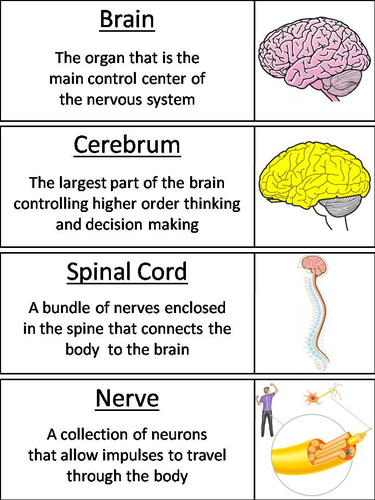 Nervous System Word Wall Cards | Teaching Resources