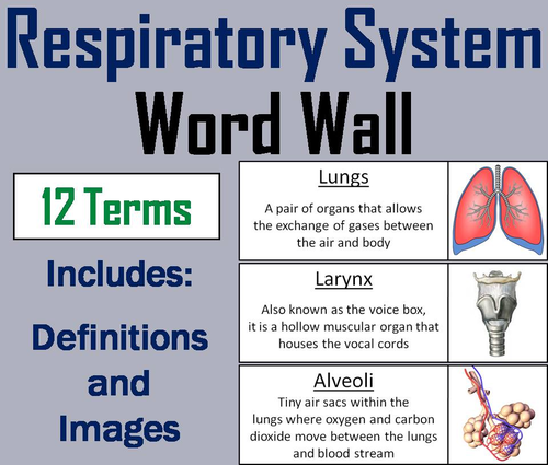 Respiratory System Word Wall Cards | Teaching Resources