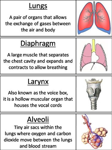 Respiratory System Word Wall Cards | Teaching Resources