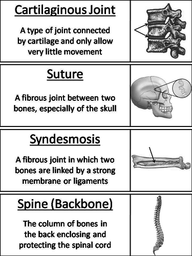 Skeletal System Word Wall Cards | Teaching Resources
