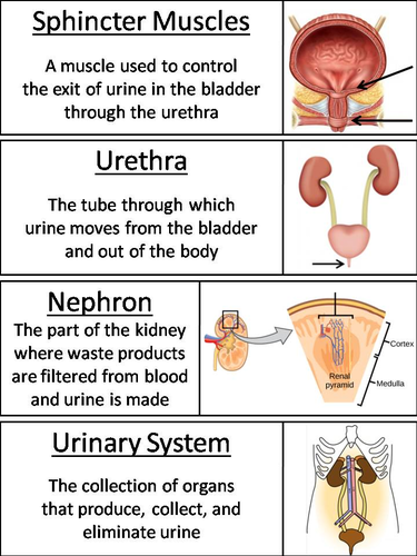 Urinary System Word Wall Cards | Teaching Resources