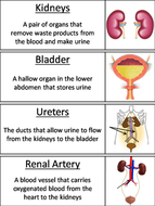 Urinary System Word Wall Cards | Teaching Resources