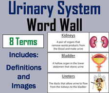 Urinary System Word Wall Cards | Teaching Resources