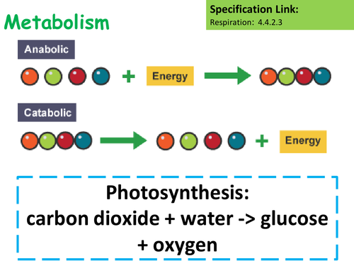 Aqa Ks4 Gcse Biology Science Metabolism Lesson Teaching Resources