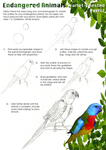 How to draw: Jungle Pack | Teaching Resources