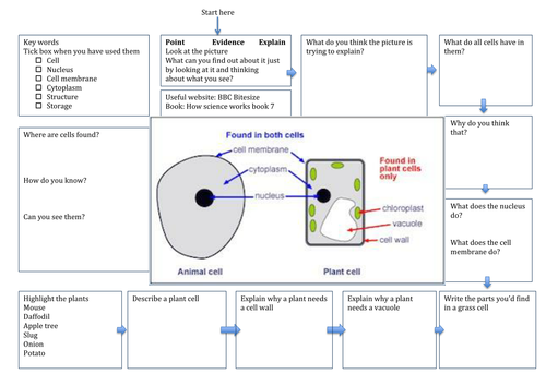 Cells and microbes bundle | Teaching Resources