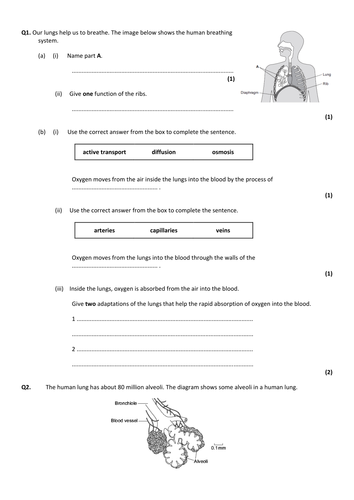 New GCSE 9-1 AQA Biology B4 Breathing and Gas Exchange | Teaching Resources