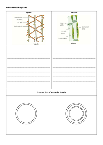 New GCSE 9-1 AQA Biology B4 Transport Systems in Plants | Teaching ...