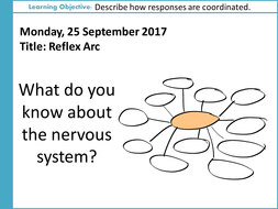 AQA GCSE: B10 The Human Nervous System: L3 The Reflex Arc | Teaching ...