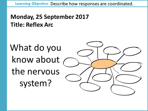 AQA GCSE: B10 The Human Nervous System: L3 The Reflex Arc | Teaching ...