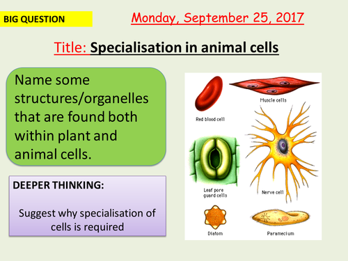 AQA new specification-Specialisation in animal cells-B1.4 | Teaching ...