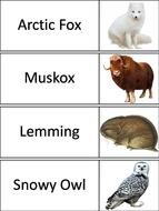 Arctic Animals Word Wall Cards | Teaching Resources