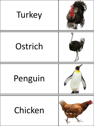 Types of Birds Word Wall Cards | Teaching Resources