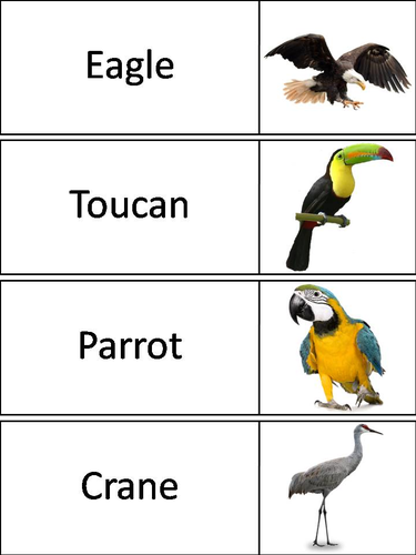 Types of Birds Word Wall Cards | Teaching Resources