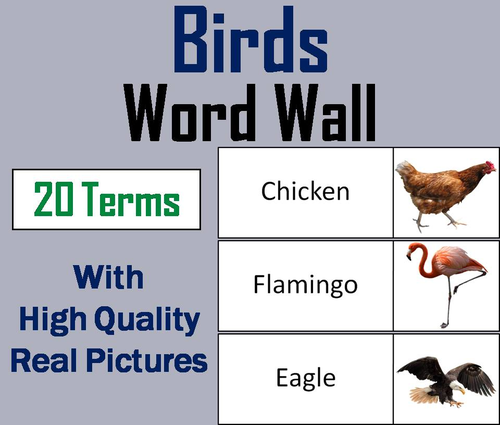 Types of Birds Word Wall Cards | Teaching Resources